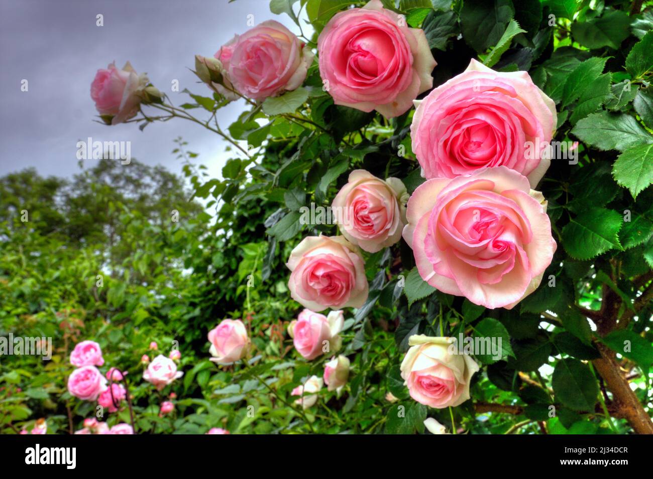 Climbing light pink roses in garden Stock Photo - Alamy