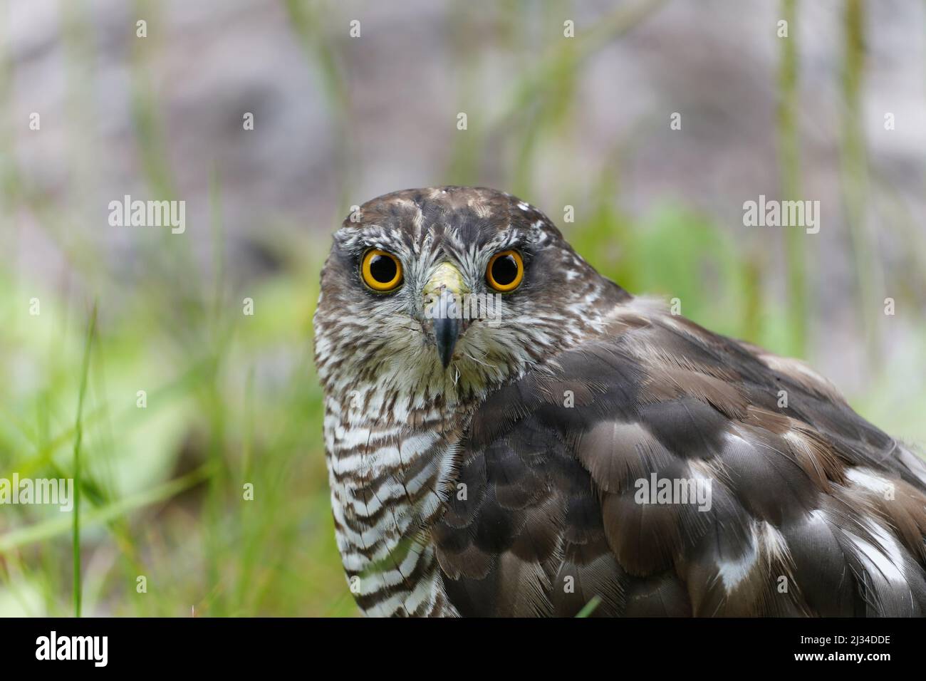 Bird bird of pray hi-res stock photography and images - Alamy