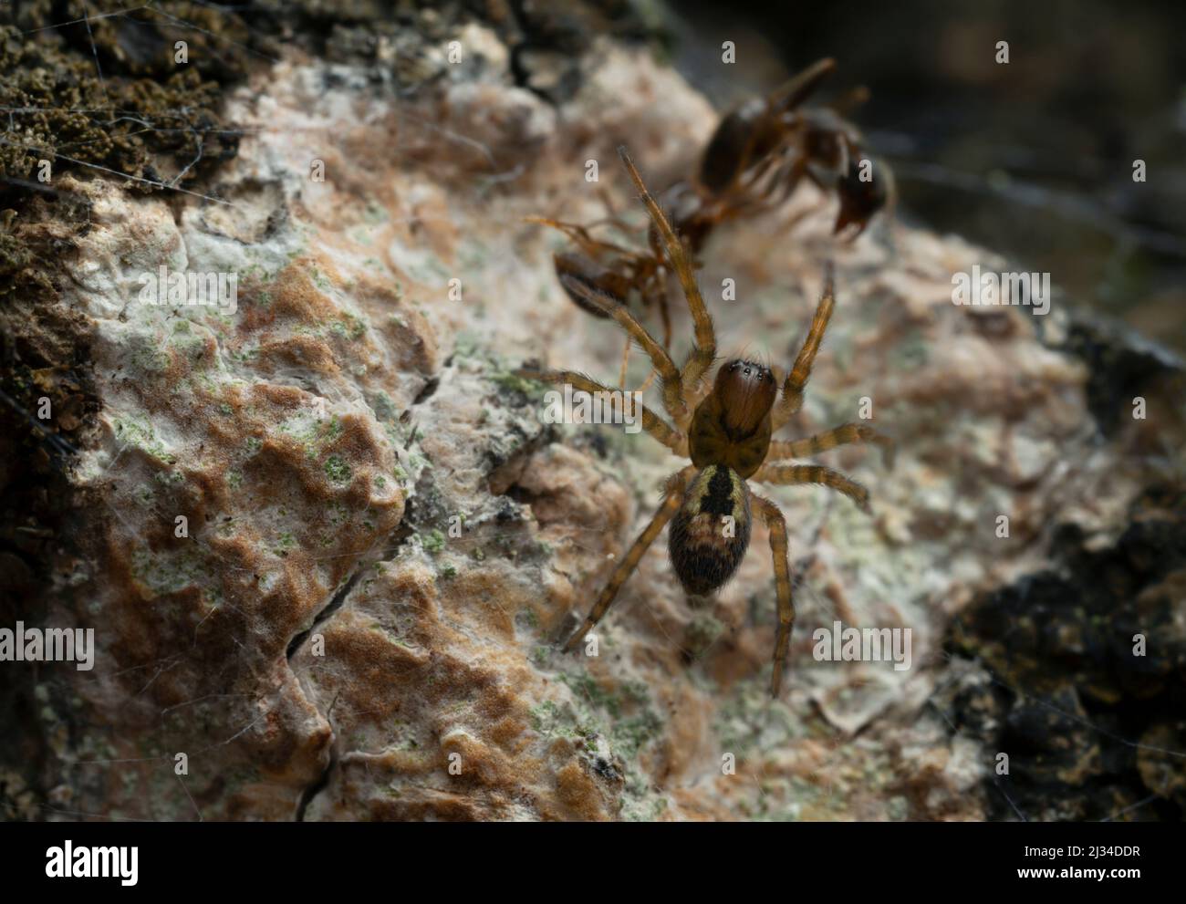 Lace webbed spider, Amaurobius fenestralis with caught ant in the ...