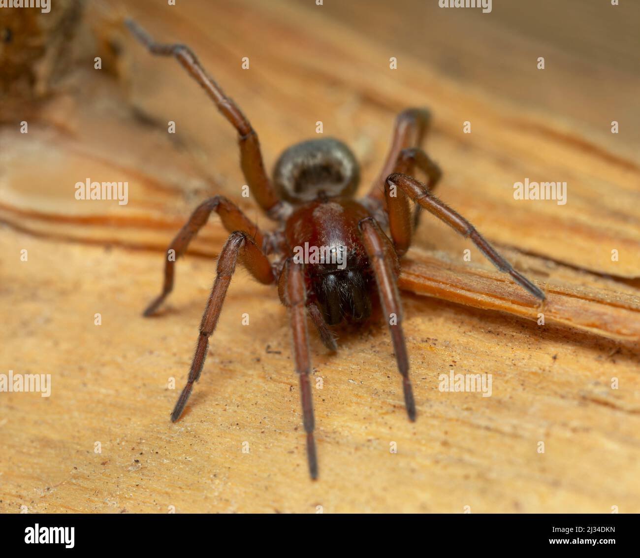 Gnaphosidae spider hi-res stock photography and images - Alamy