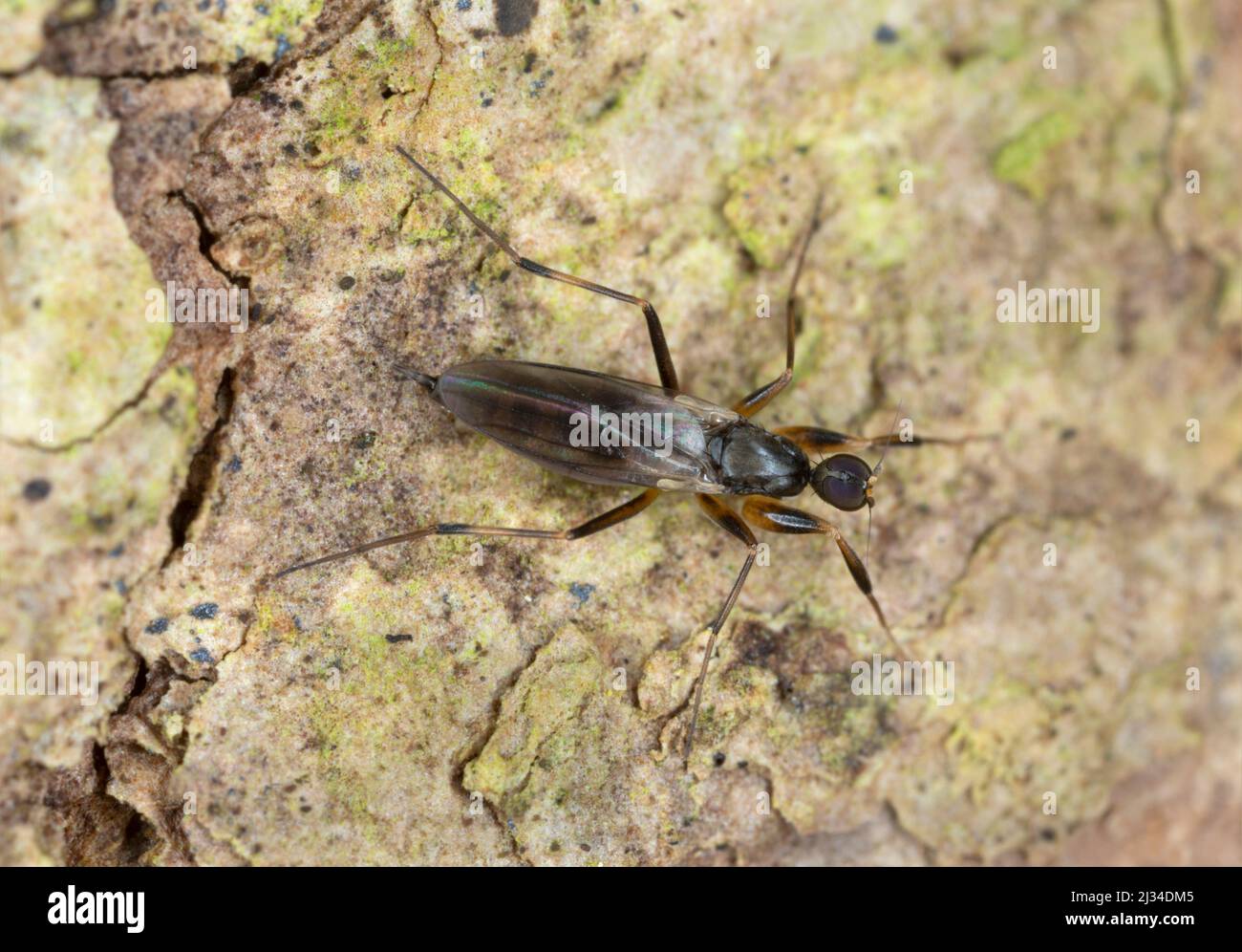 Dance fly, Hybotidae on bark, macro photo Stock Photo - Alamy
