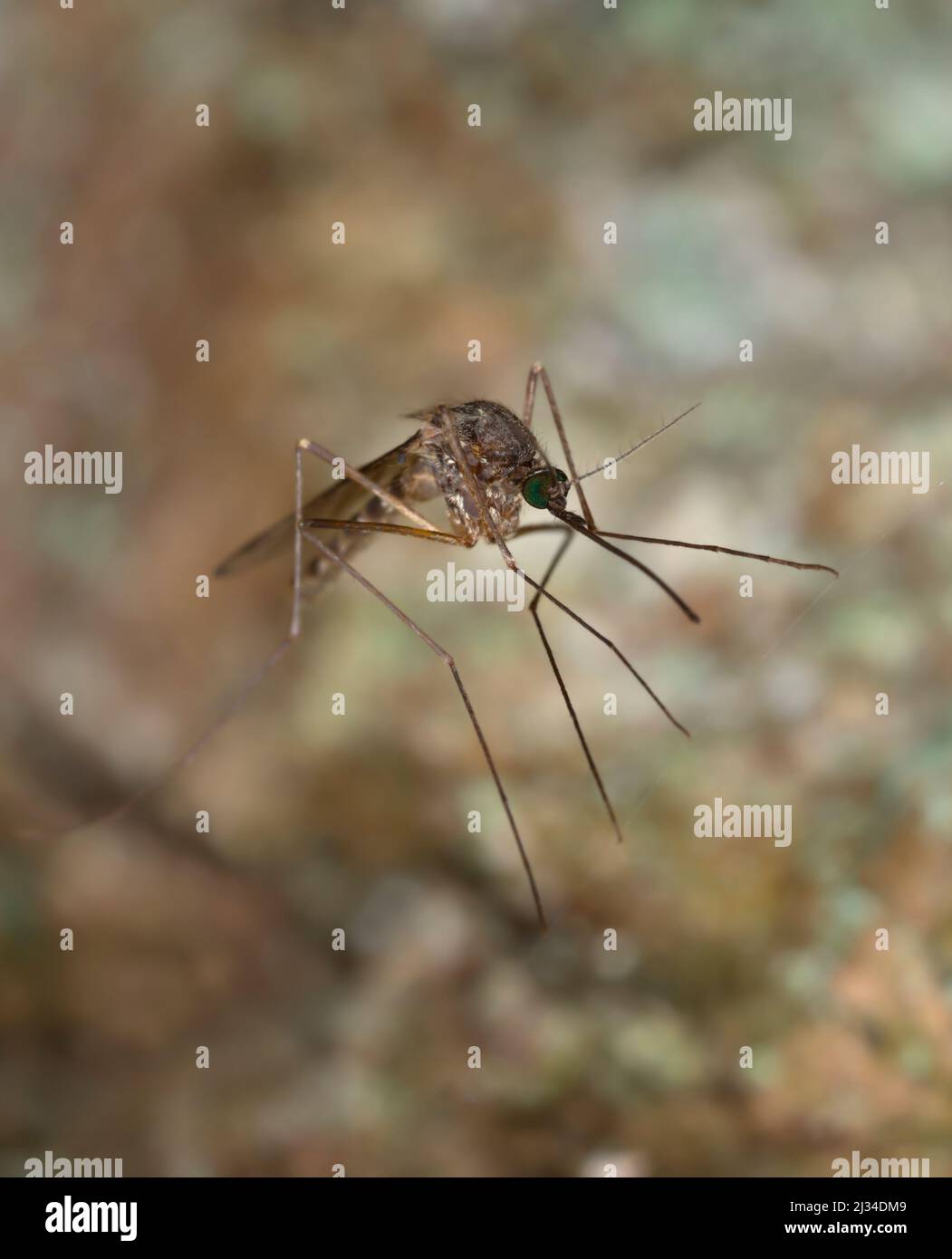 Mosquito resting on spiderweb Stock Photo - Alamy