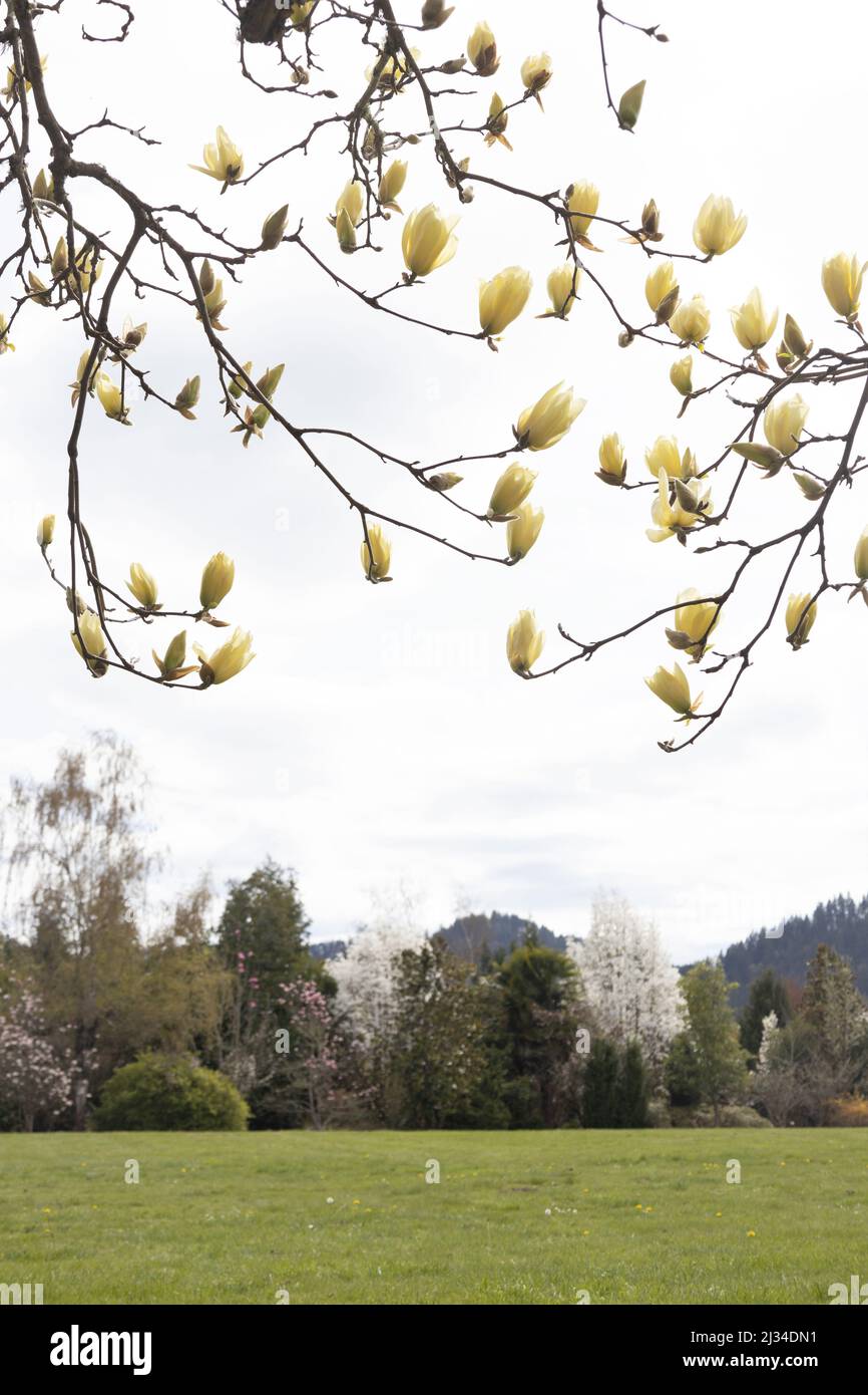 Yellow flowering magnolia 'Elizabeth' tree Stock Photo - Alamy