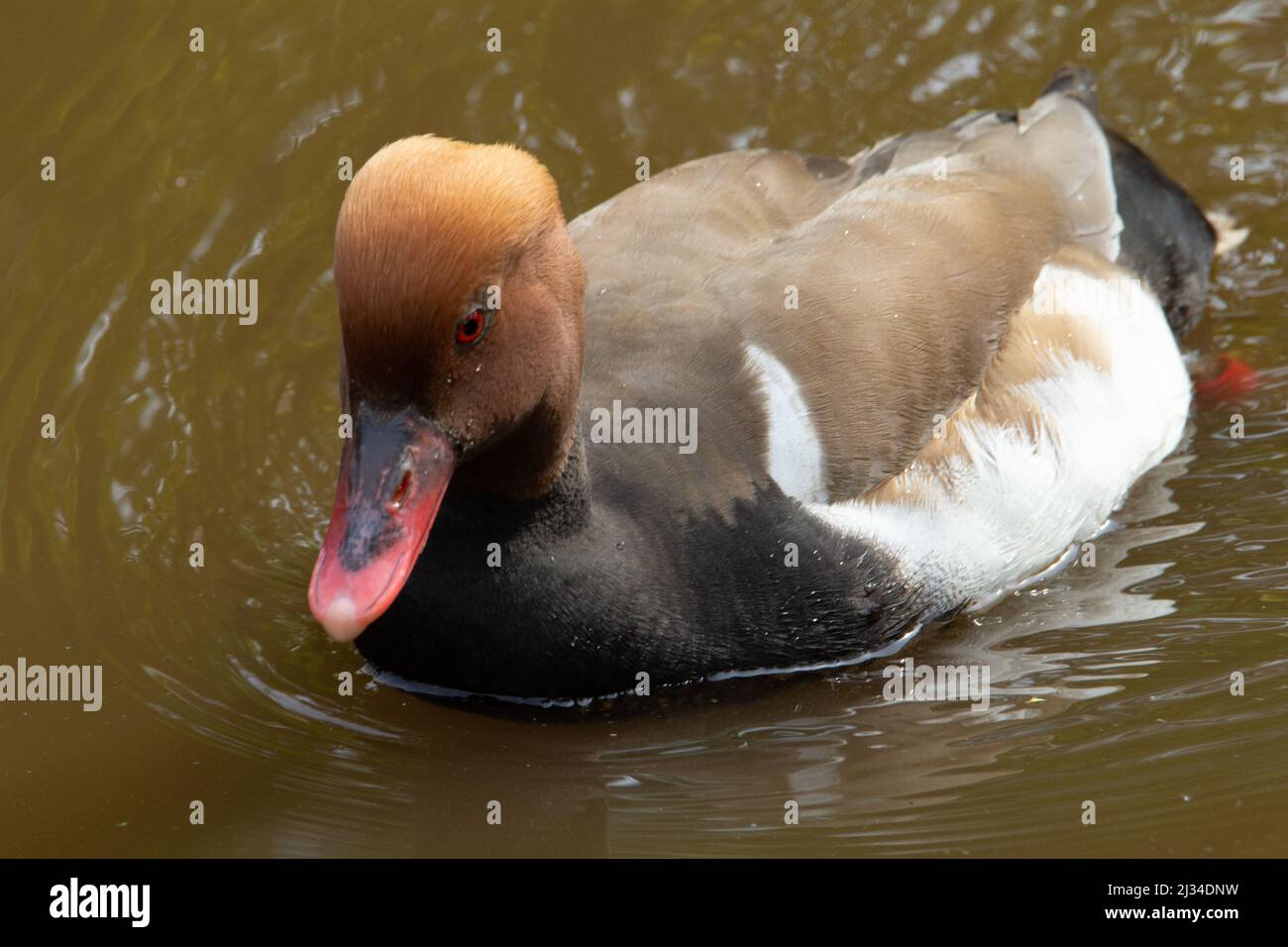 Redhead duck (Aythya Americana) single male red head duck swimming on a ...