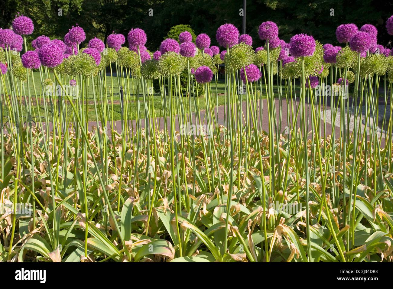 Ball shaped flowers hi-res stock photography and images - Alamy