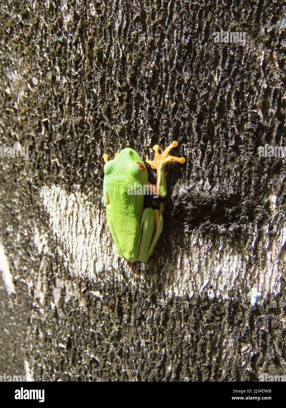 side view of a Red-eyed tree frog (Agalychnis callidryas) on the side ...