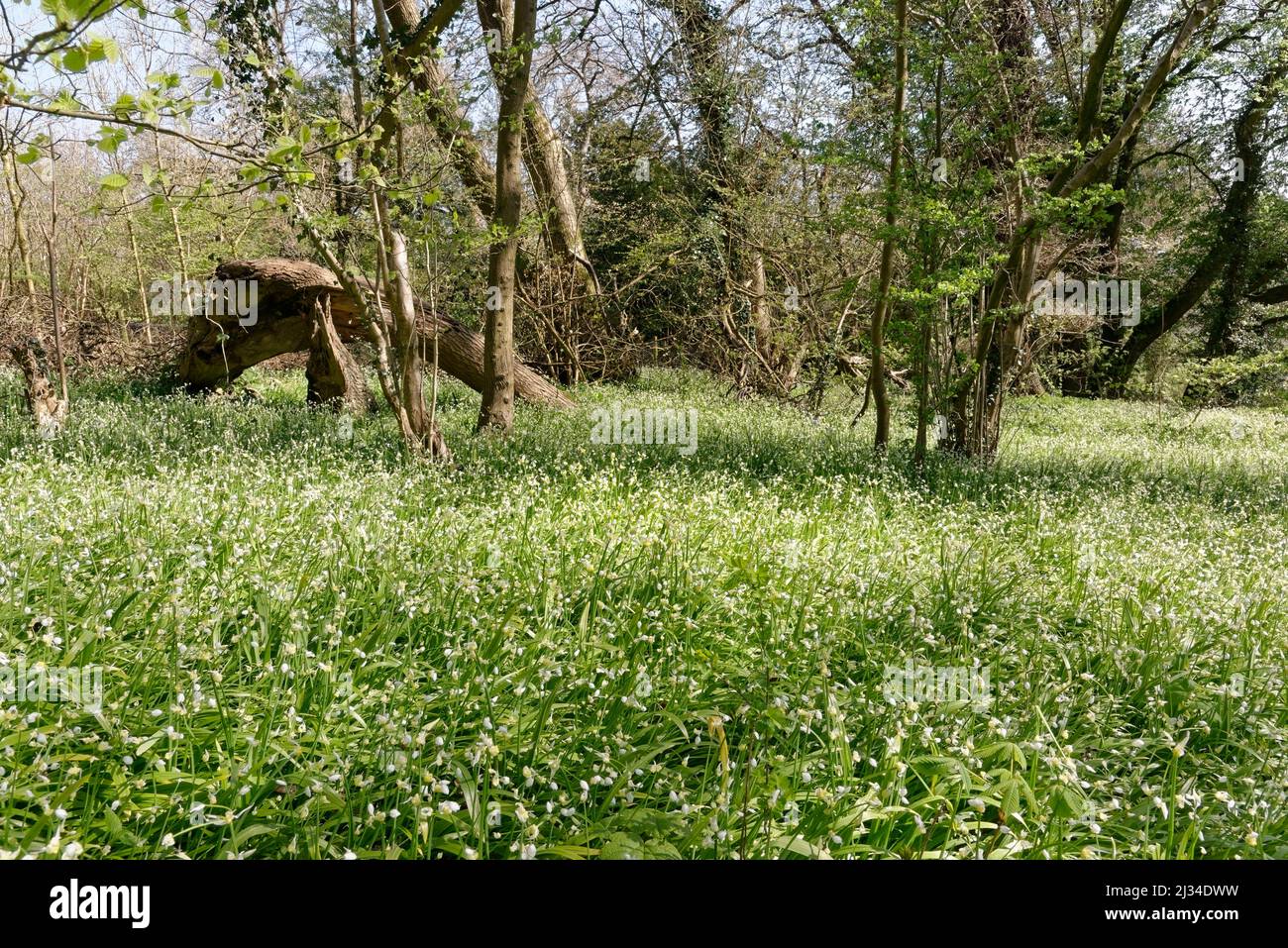 Few-flowered Leek (Allium paradoxum) a highly invasive species, growing ...