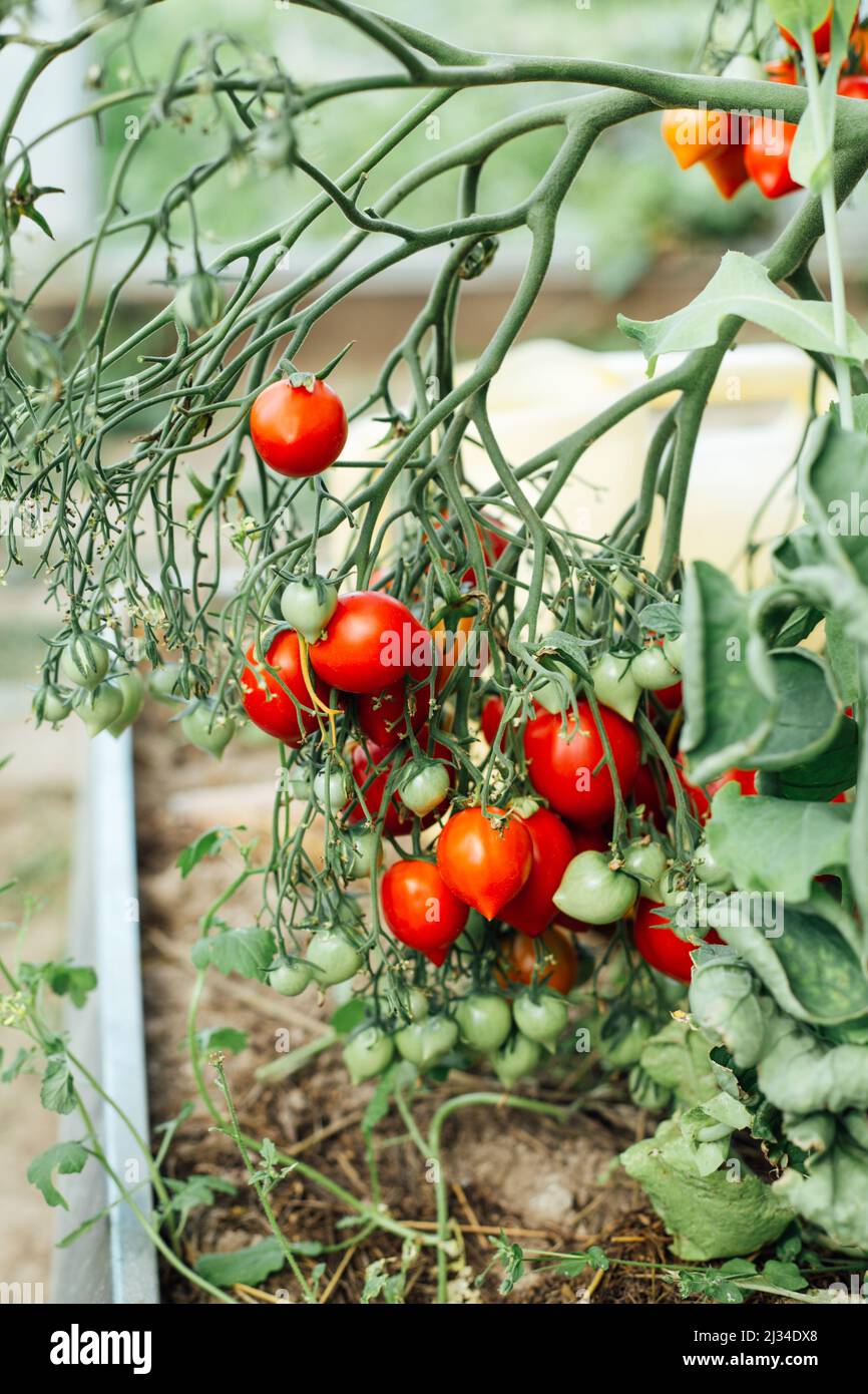 Fresh ripe red tomatoes hanging on the vine in a greenhouse. Farming ...