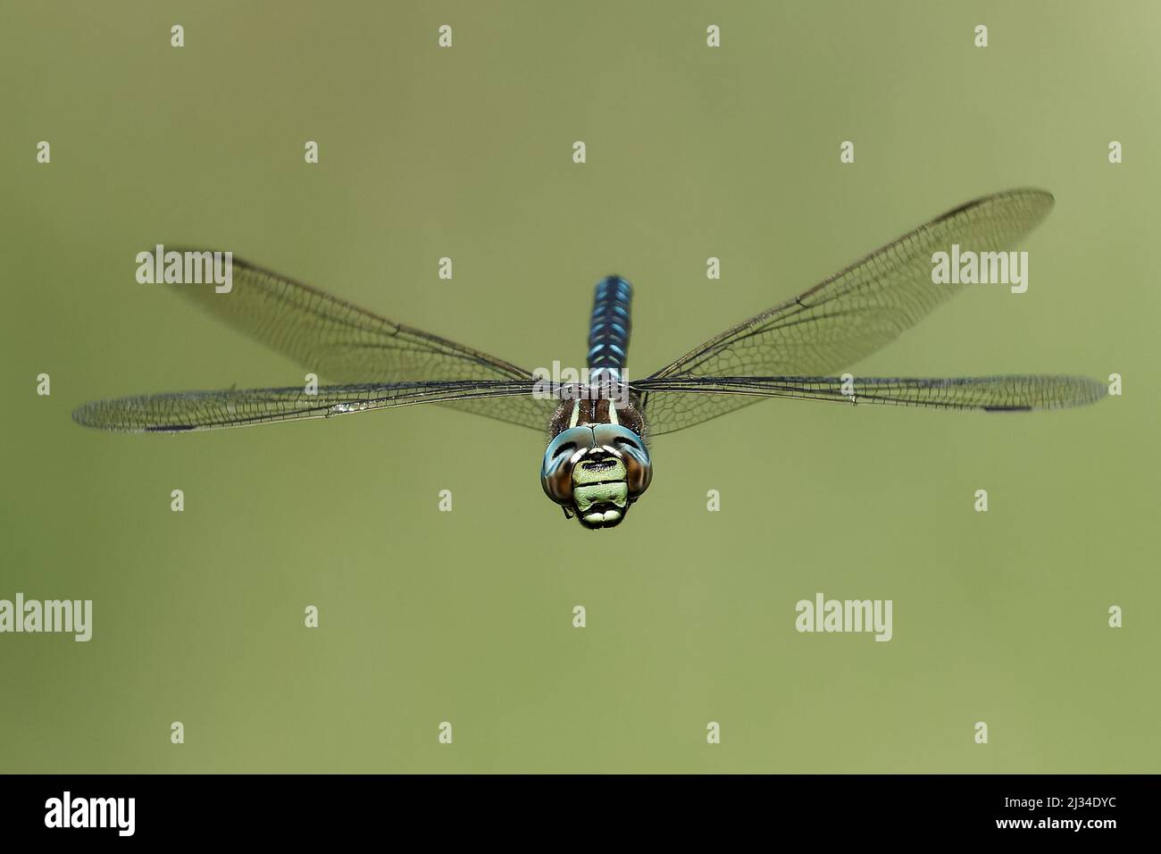 Dragonfly in mid-flight Stock Photo - Alamy