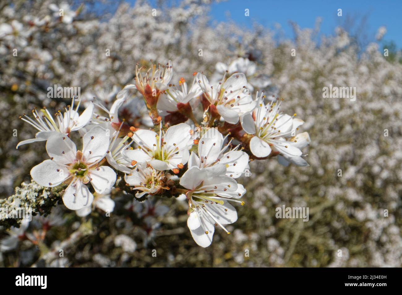 Blackthorn (Prunus spinosa) blossom, Wiltshire, UK, April Stock Photo ...