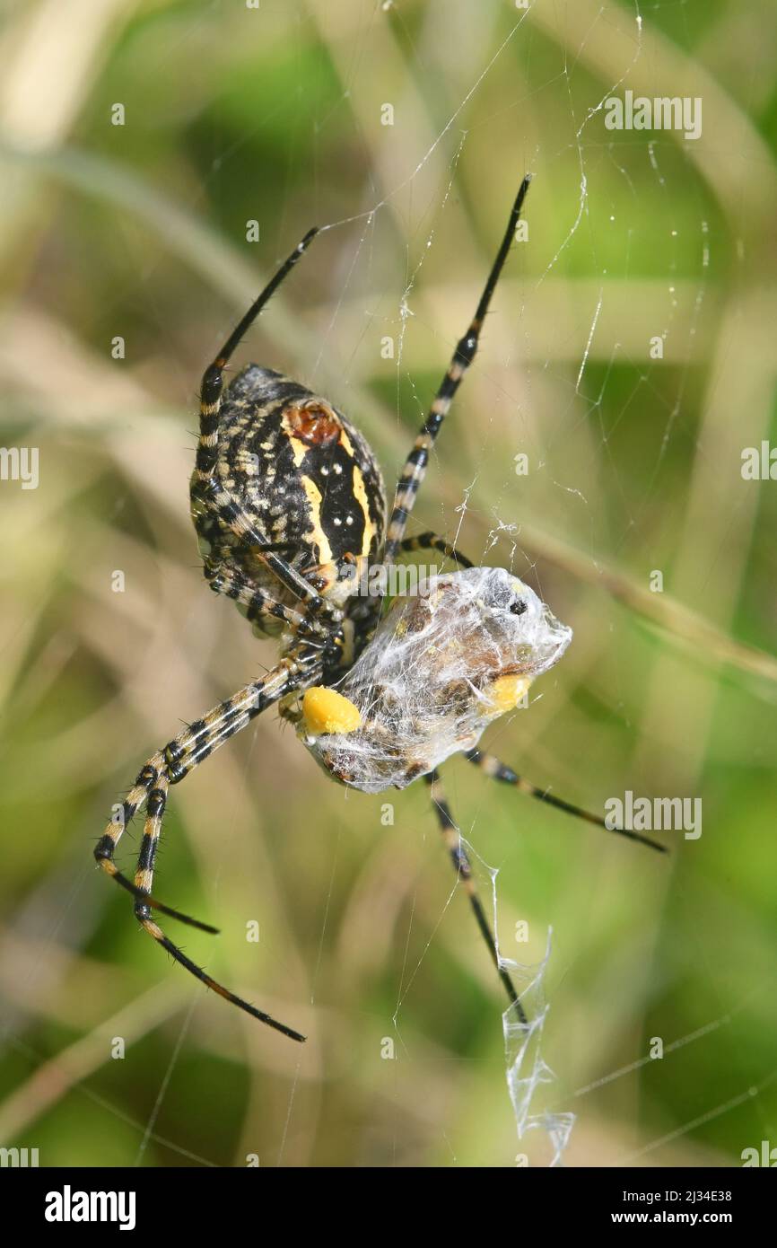 Bee predator hi-res stock photography and images - Alamy