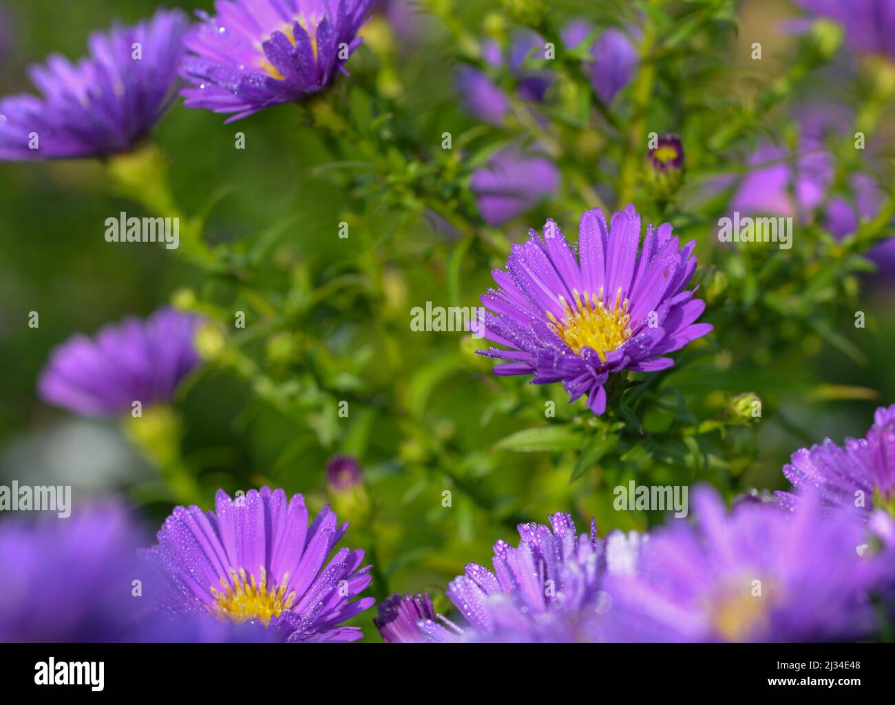 Aster amellus autumn hi-res stock photography and images - Alamy