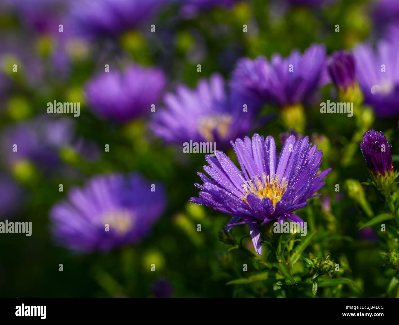 Aster amellus asteraceae hi-res stock photography and images - Alamy