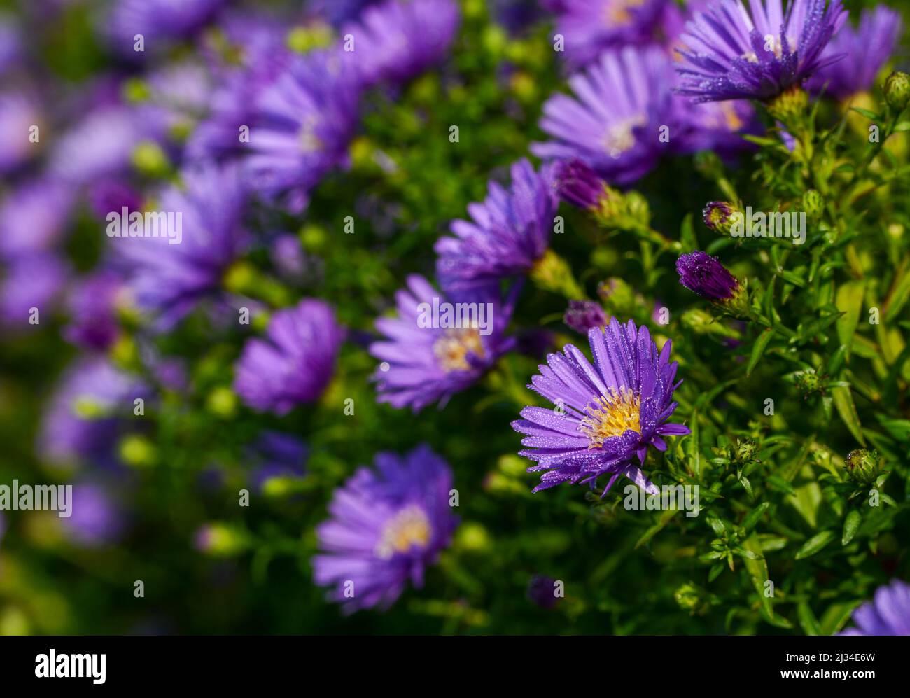 Aster dumosus purple hi-res stock photography and images - Alamy
