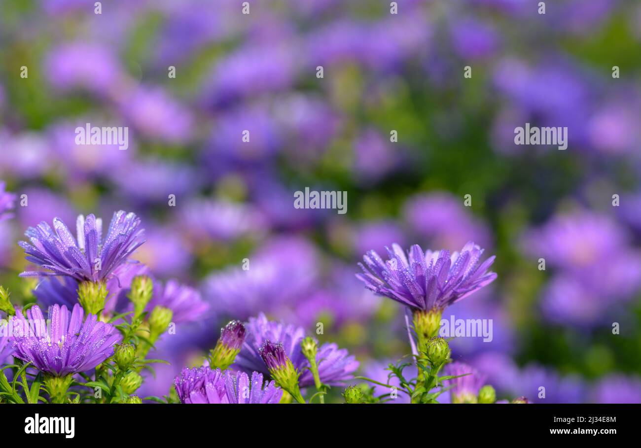 Aster amellus asteraceae hi-res stock photography and images - Alamy