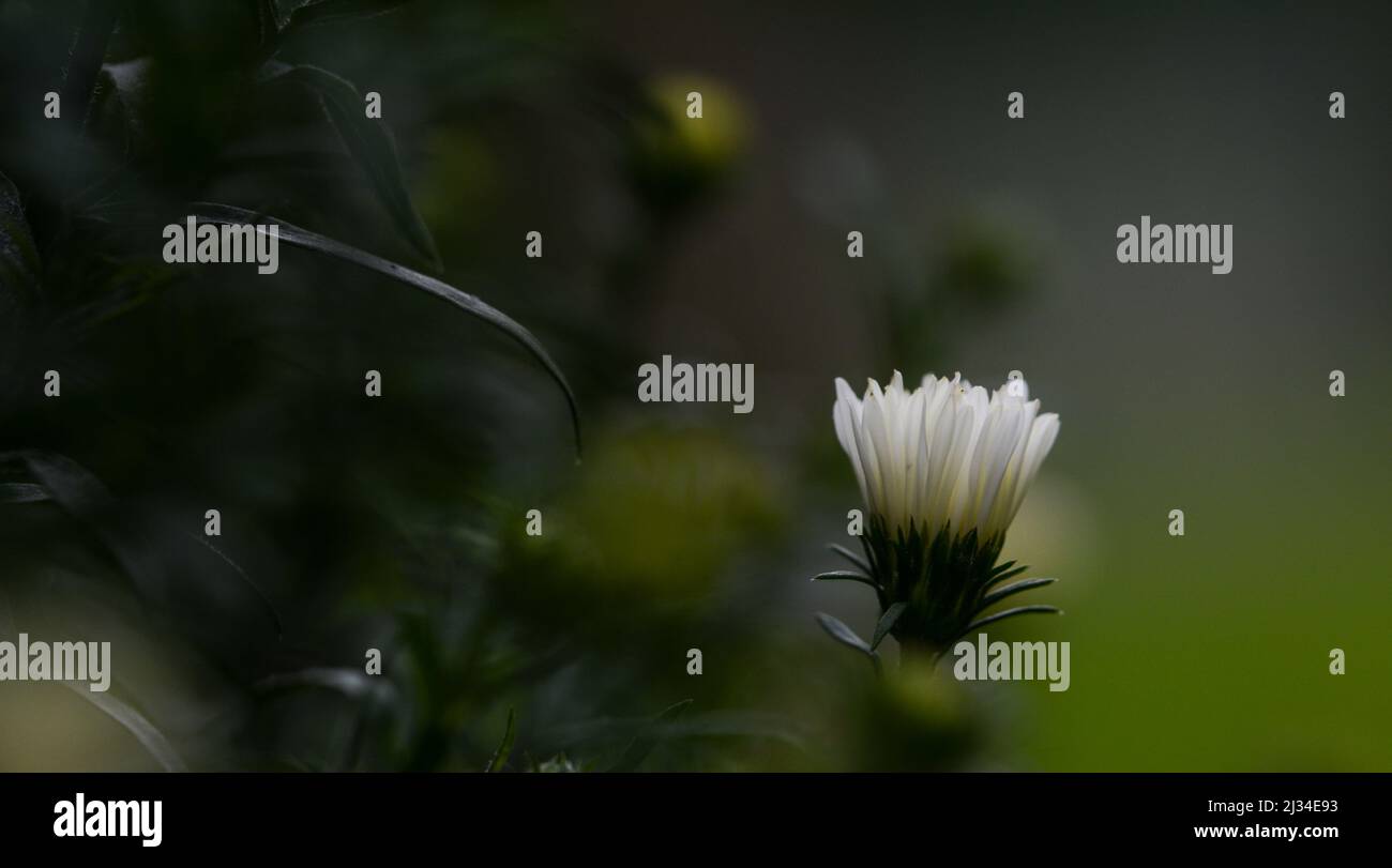 White aster asteraceae hi-res stock photography and images - Alamy
