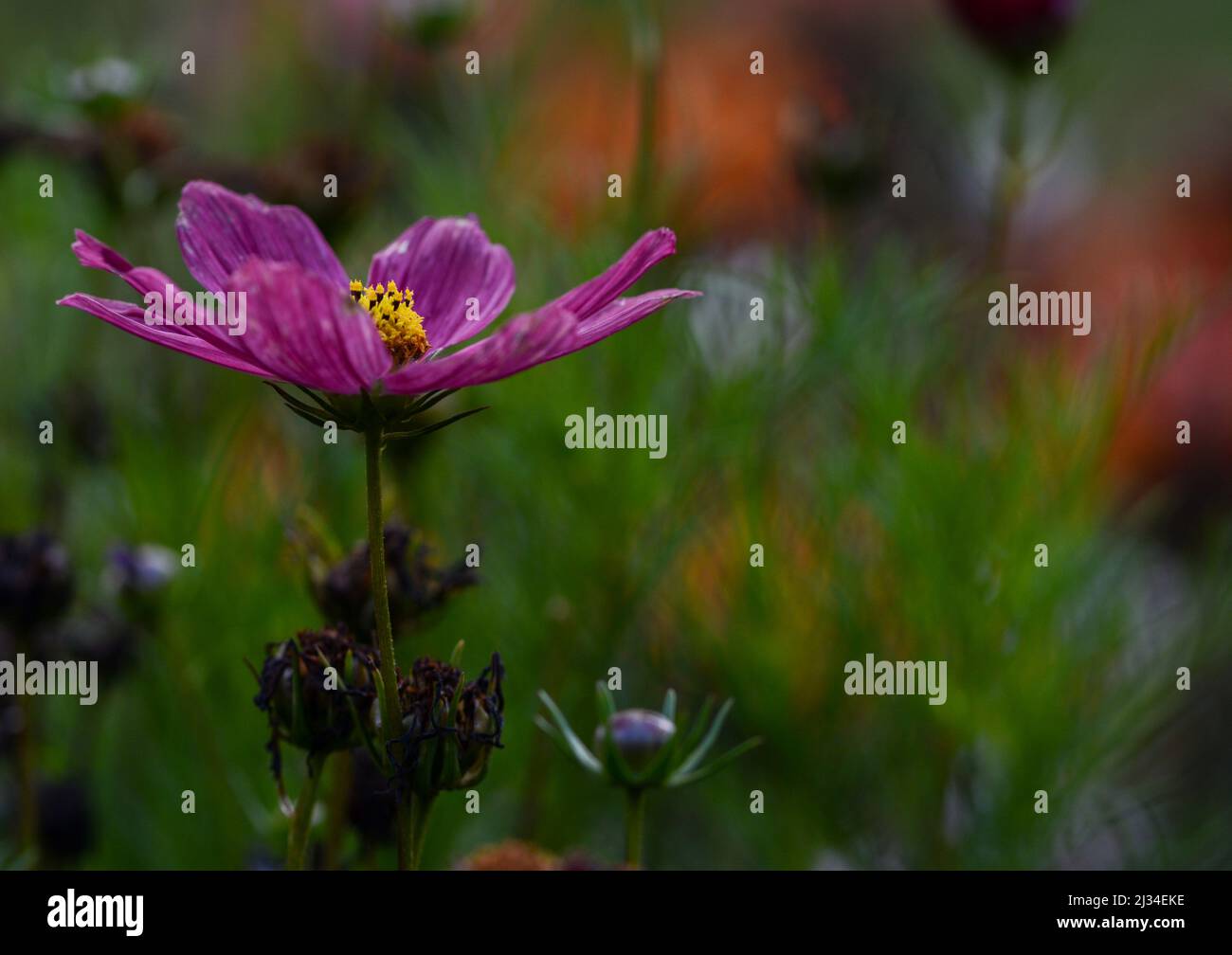 Purple cosmos flower hi-res stock photography and images - Alamy