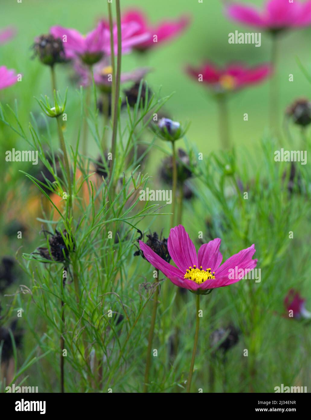 Purple cosmos hi-res stock photography and images - Alamy