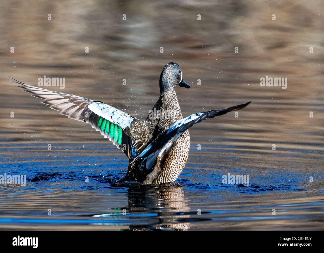 Drake blue-winged teal displaying on freshwater pond Stock Photo - Alamy