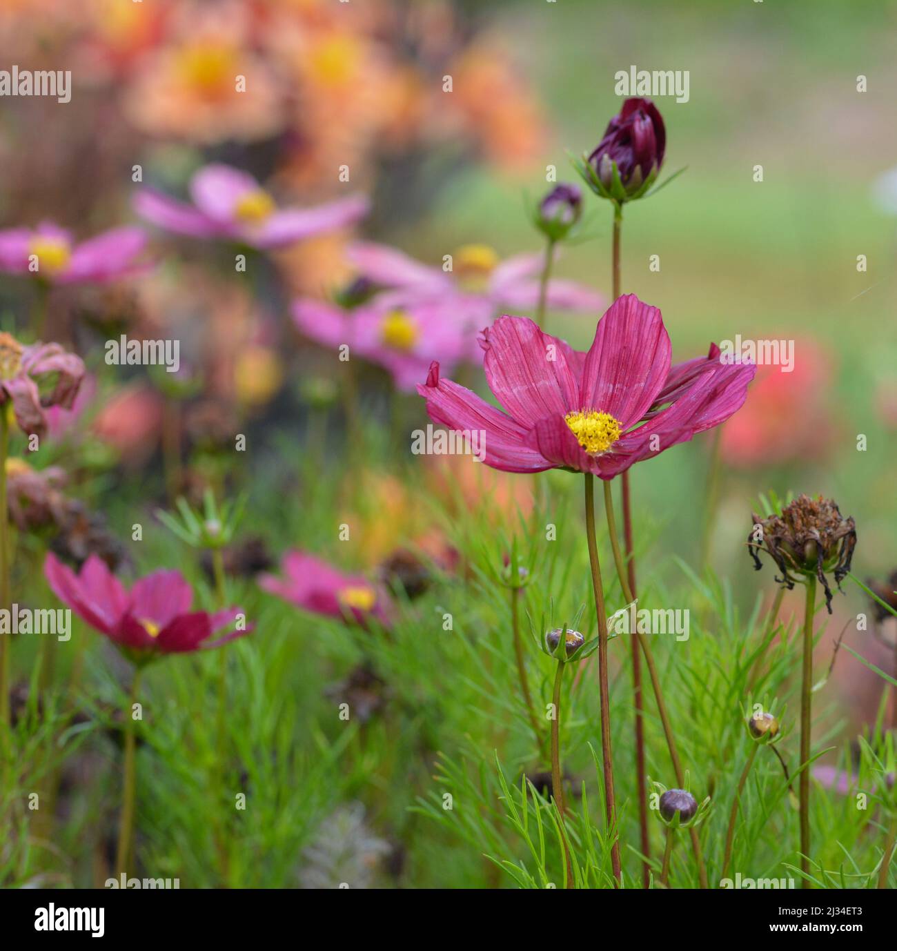 Purple cosmos flower hi-res stock photography and images - Alamy