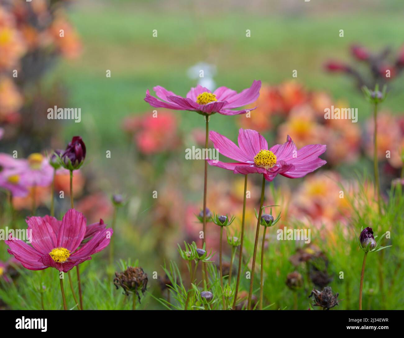 Purple cosmos hi-res stock photography and images - Alamy