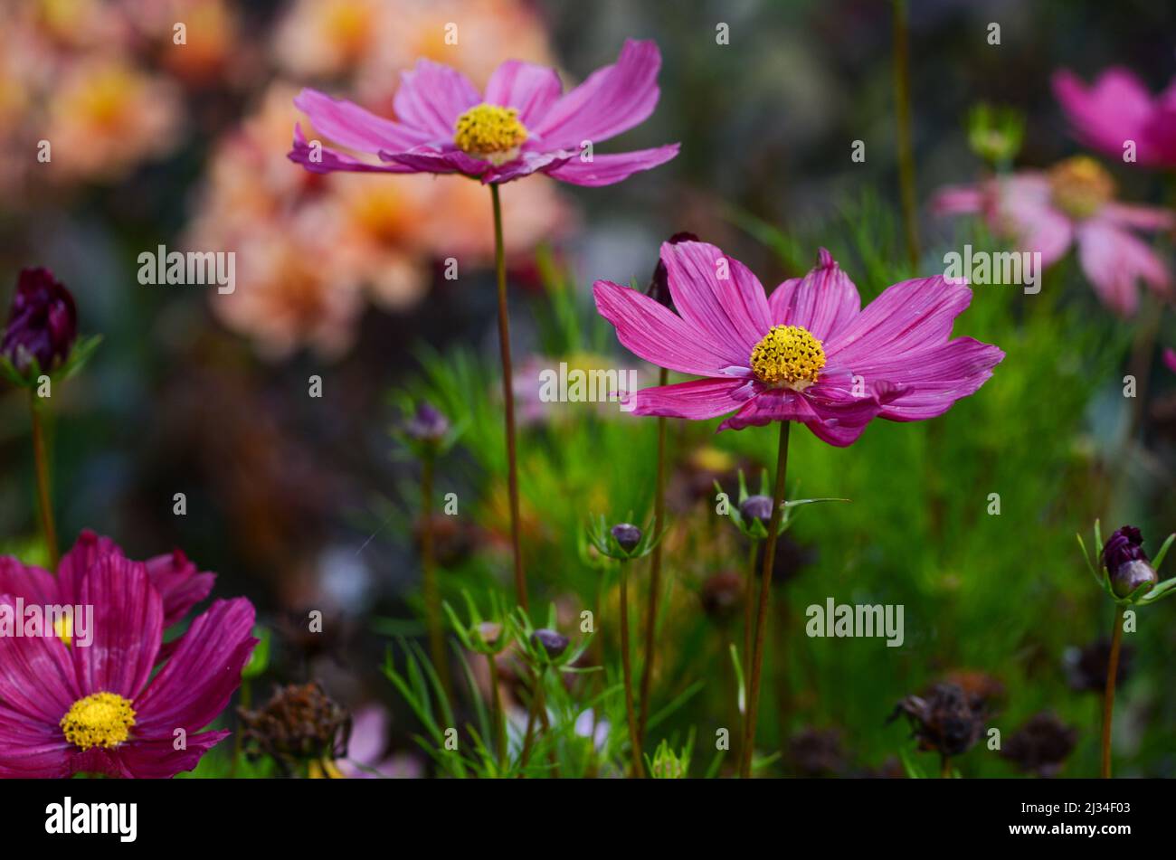 Purple cosmos flower hi-res stock photography and images - Alamy