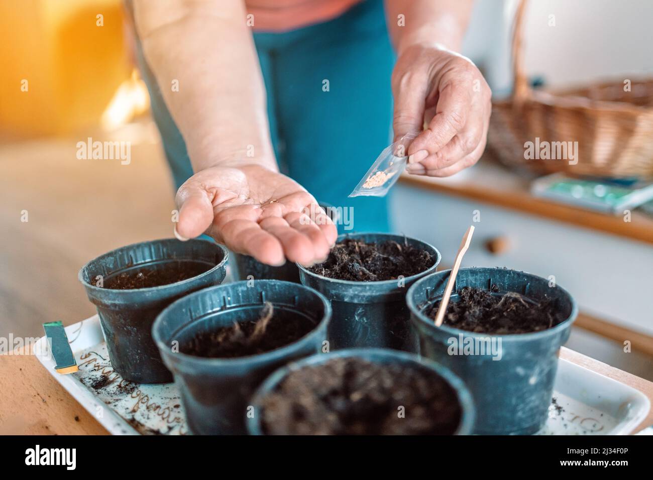 Farmer's hands plant seeds in black plastic pot with ground. Closeup ...