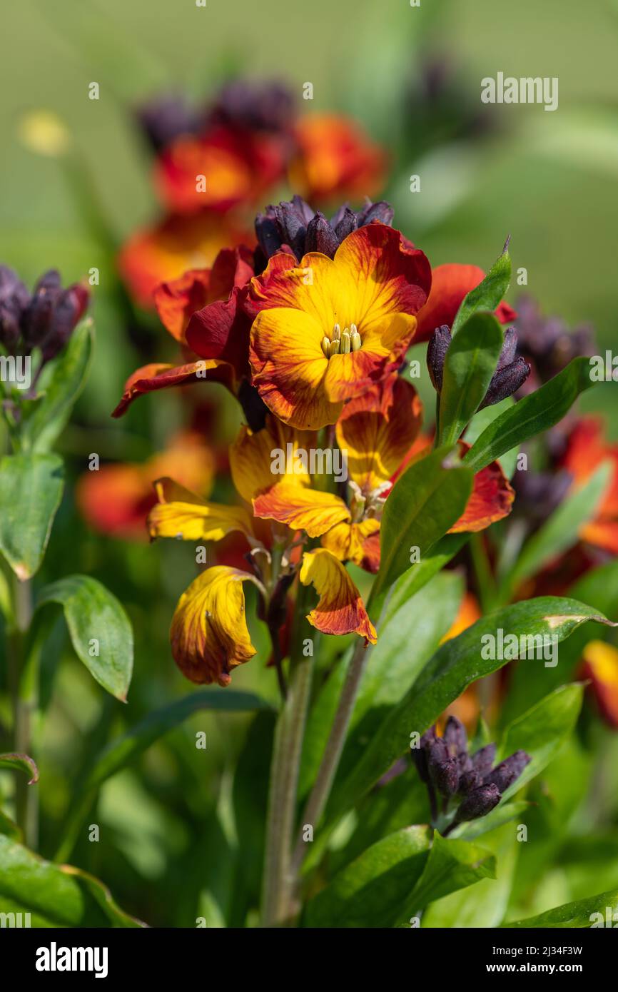 Close up of red wallflowers (erysimum cheiri) in bloom Stock Photo - Alamy