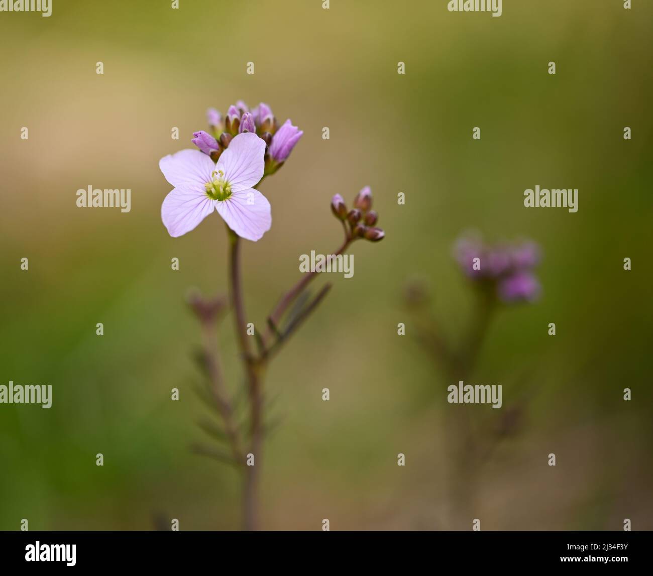 Beautiful cuckoo flower hi-res stock photography and images - Alamy