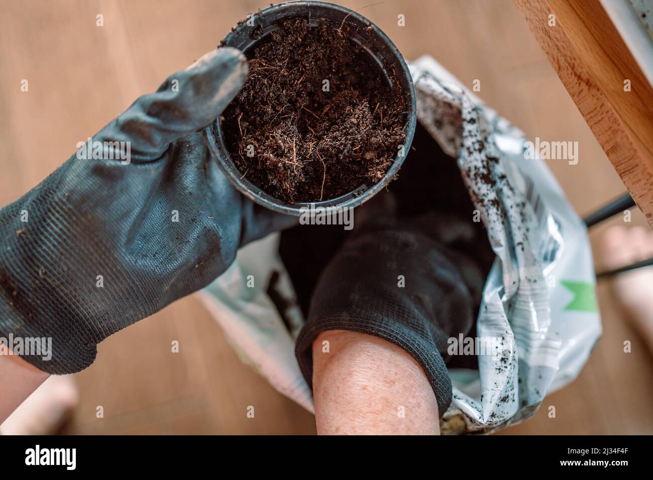 transplanting plants process in black pots Stock Photo - Alamy