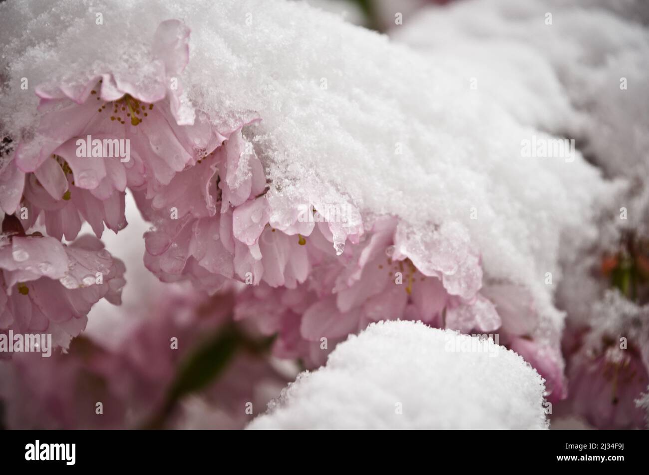 A branch of a japanese flowering cherry tree with light pastel pink ...