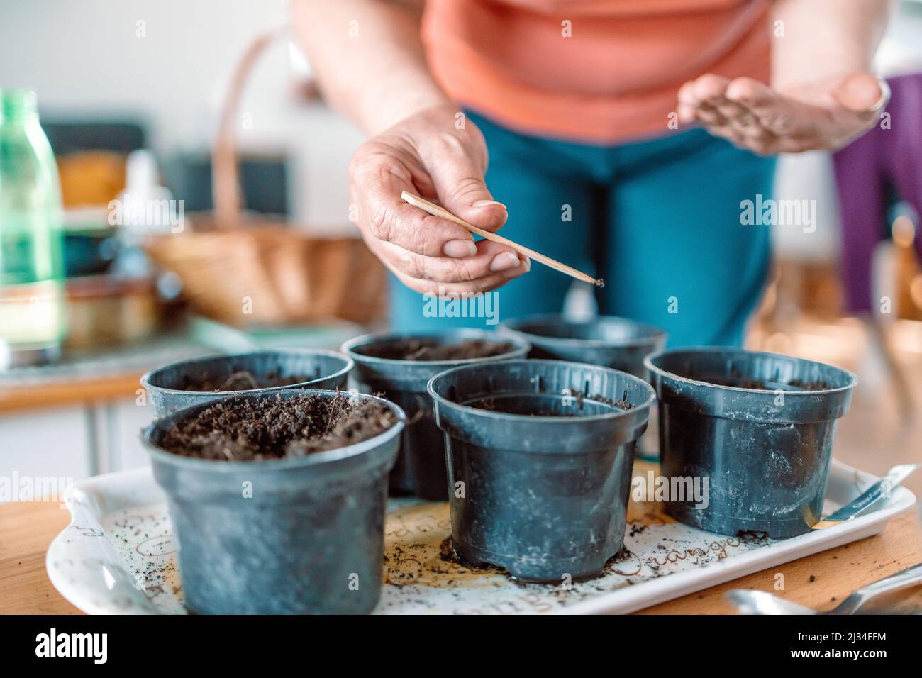 Farmer's hands plant seeds in black plastic pot with ground. Closeup ...