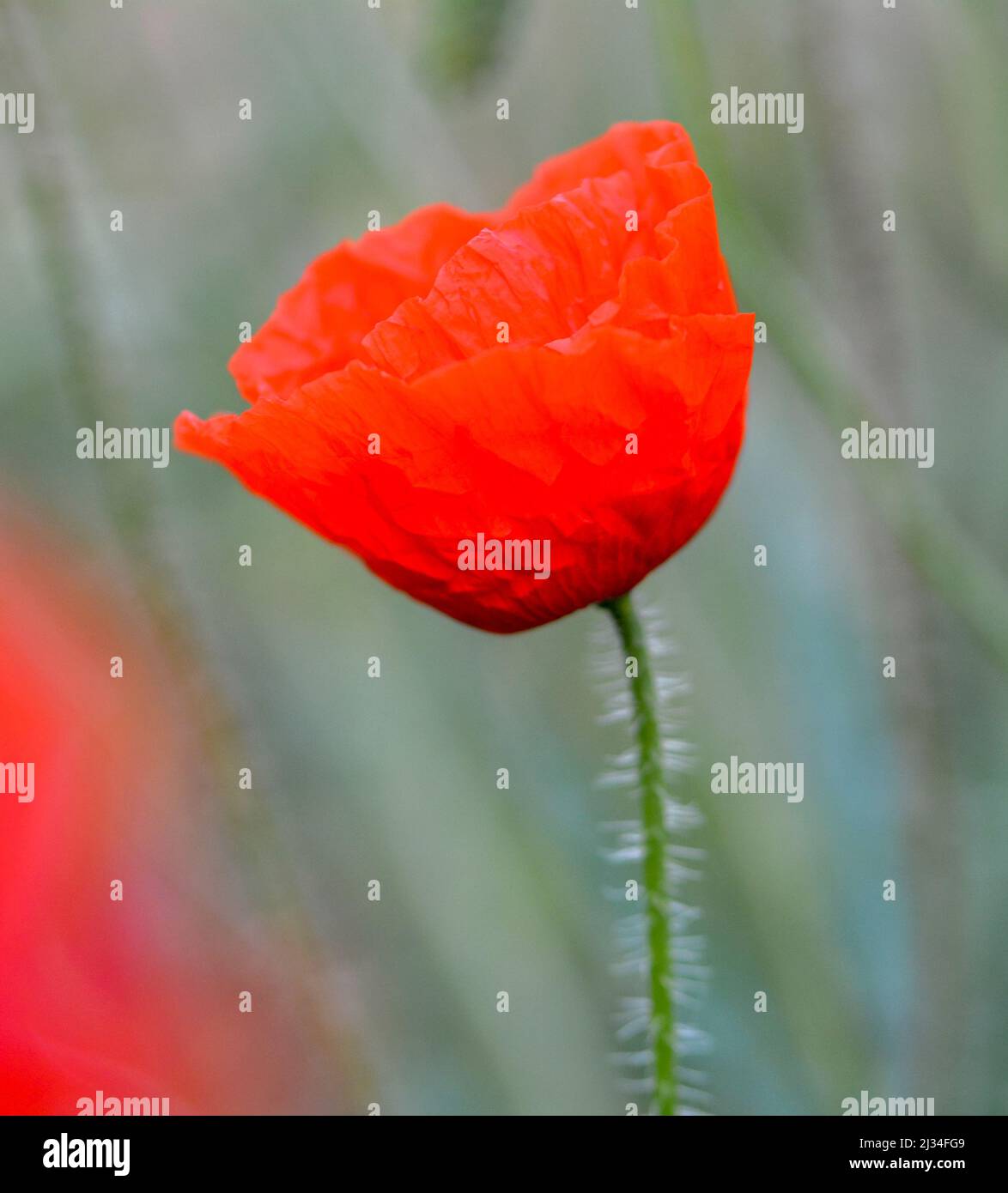 Close up of remembrance poppies hi-res stock photography and images - Alamy