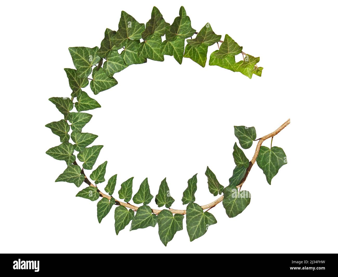 Round frame of ivy branch with leaves, isolated on white, Hedera helix ...