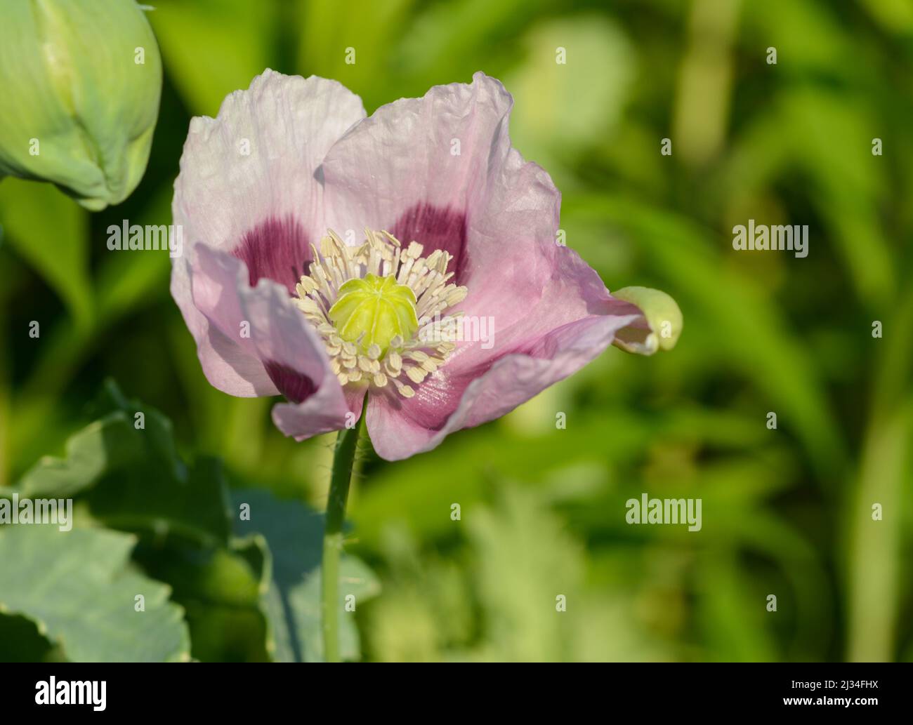 Poppy botanical hi-res stock photography and images - Alamy