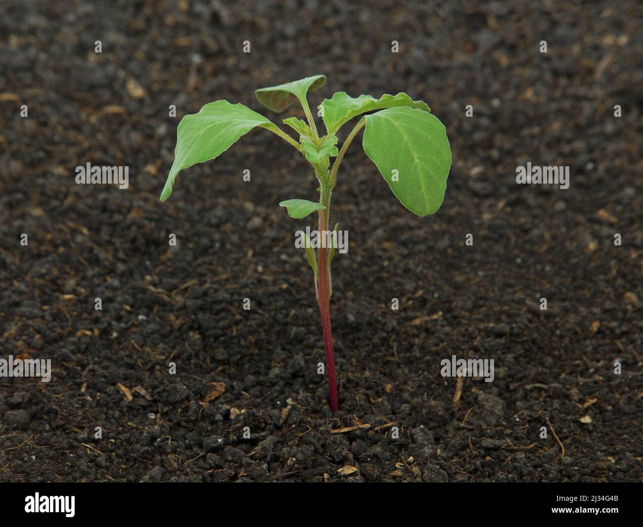 Young plant of Redroot pigweed in soil, Amaranthus retroflexus Stock ...