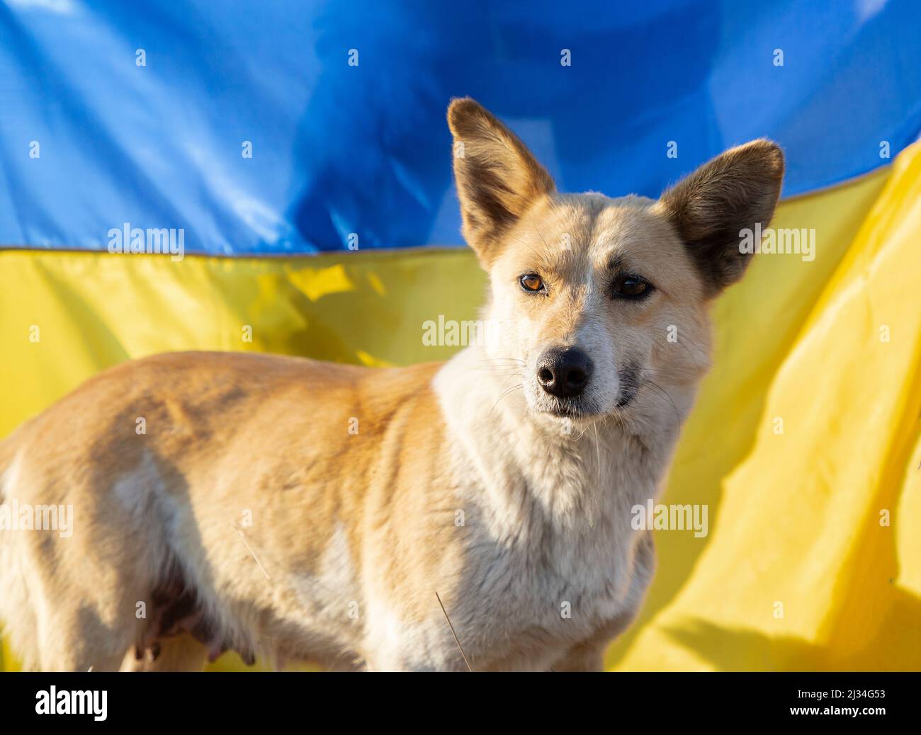 Peace for ukrainians hi-res stock photography and images - Alamy