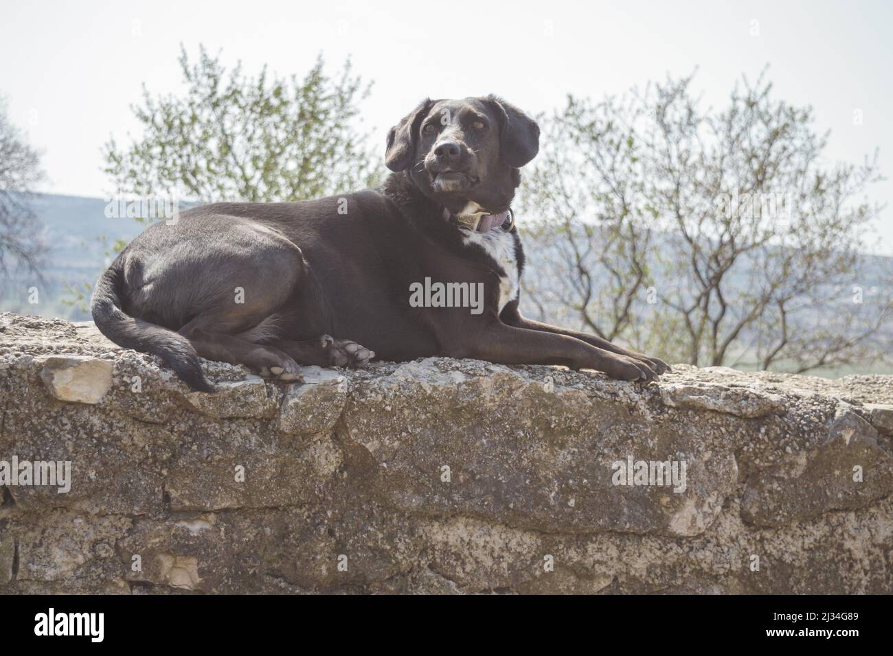 A beautiful shot of a black Labrador Retriever dog with white spots ...