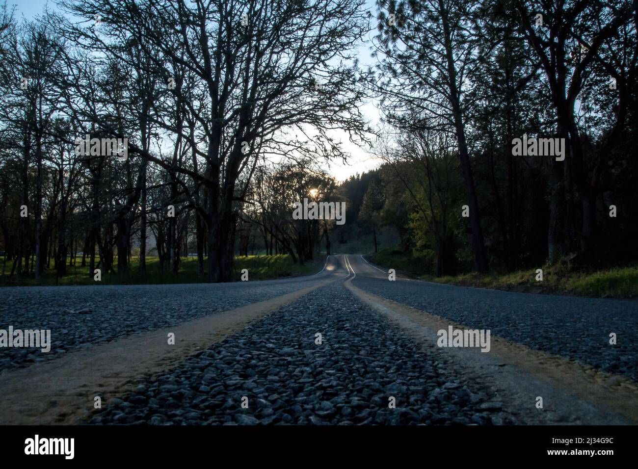 A low angle shot of an asphalt road in a park with trees on the sides ...