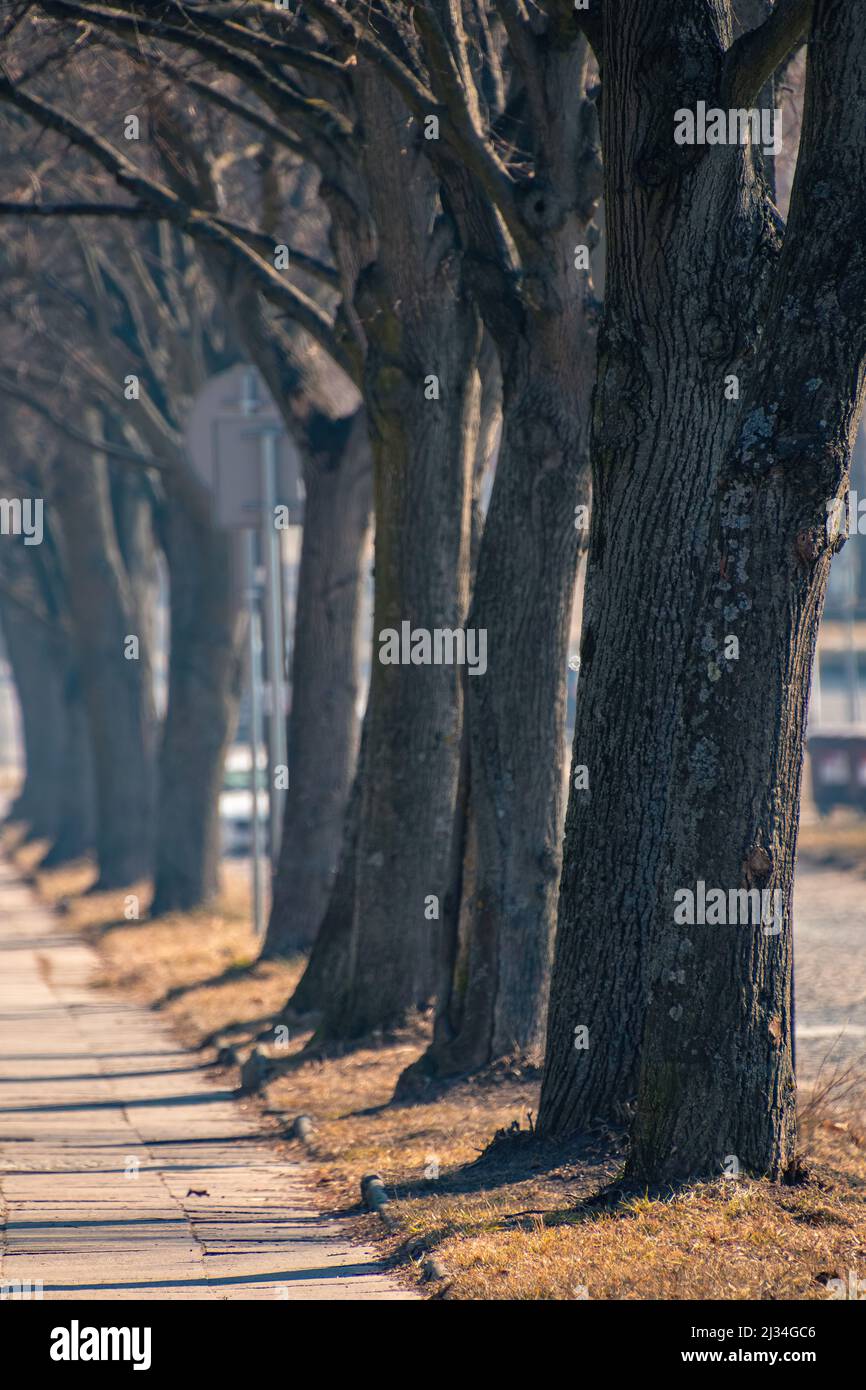 A vertical shot of a pathway surrounded by trees in a park Stock Photo ...