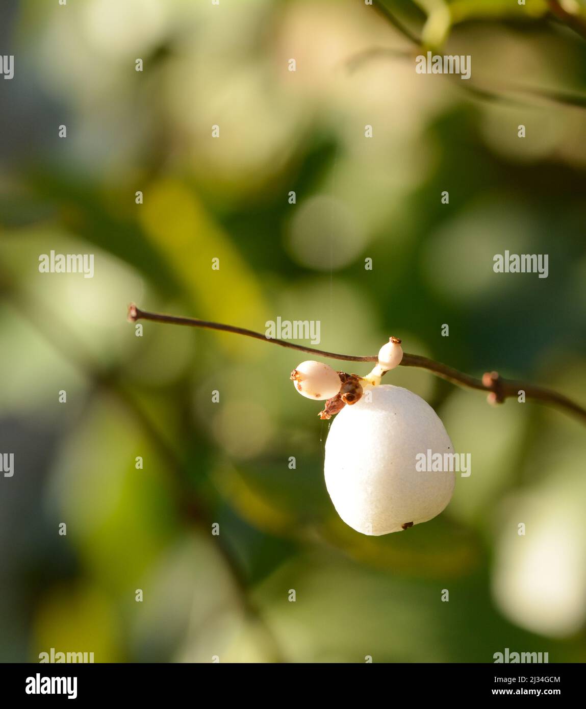 White berry in a garden Stock Photo - Alamy