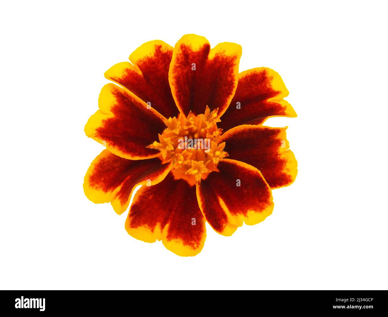 Red yellow marigold flower isolated on white Stock Photo - Alamy