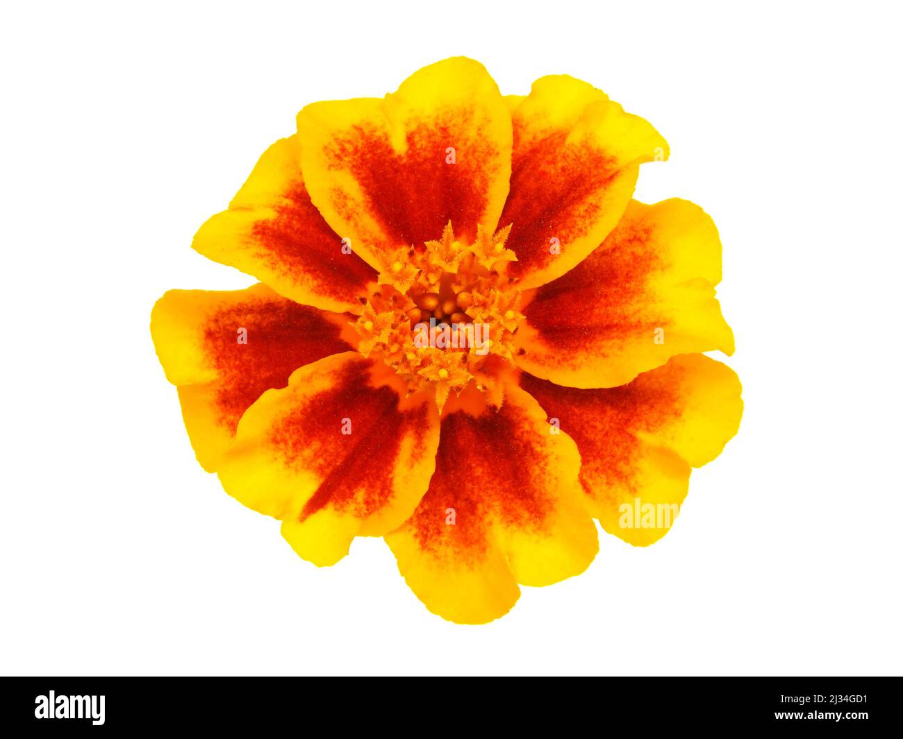 Red yellow marigold flower isolated on white Stock Photo - Alamy