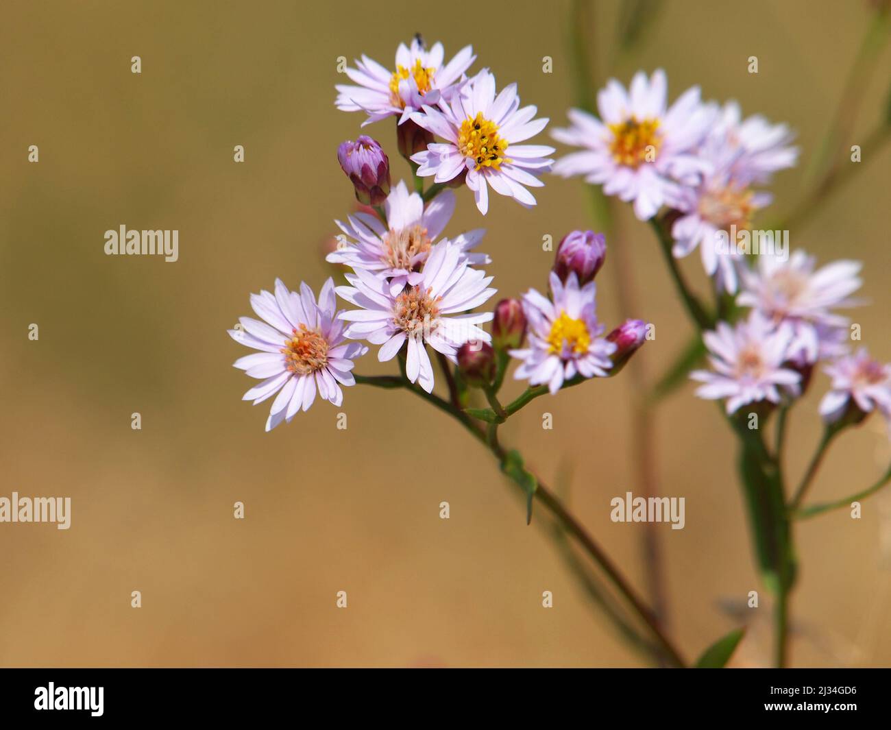 Sea aster flowers, Tripolium pannonicum Stock Photo - Alamy