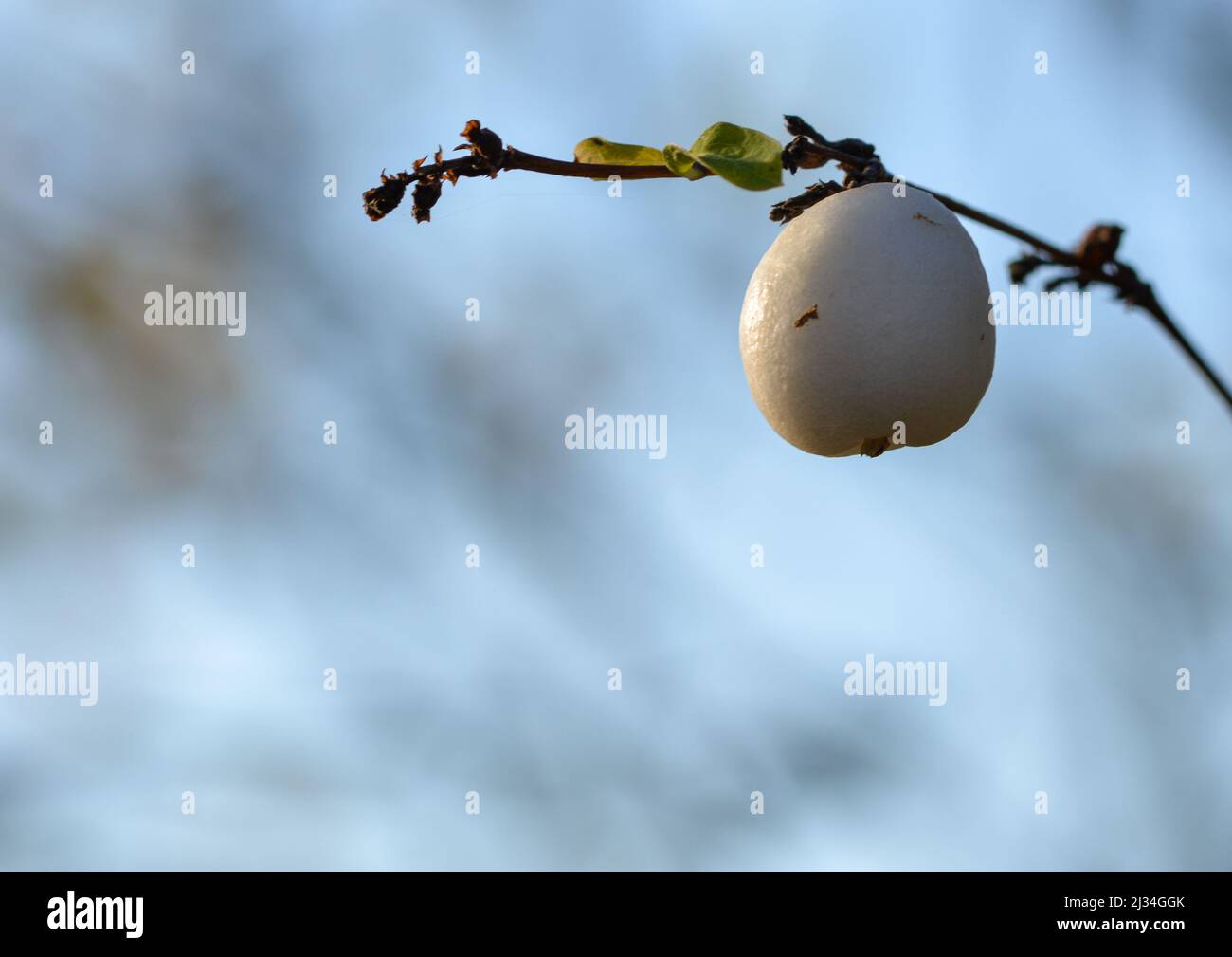 Symphoricarpos albus white hi-res stock photography and images - Alamy