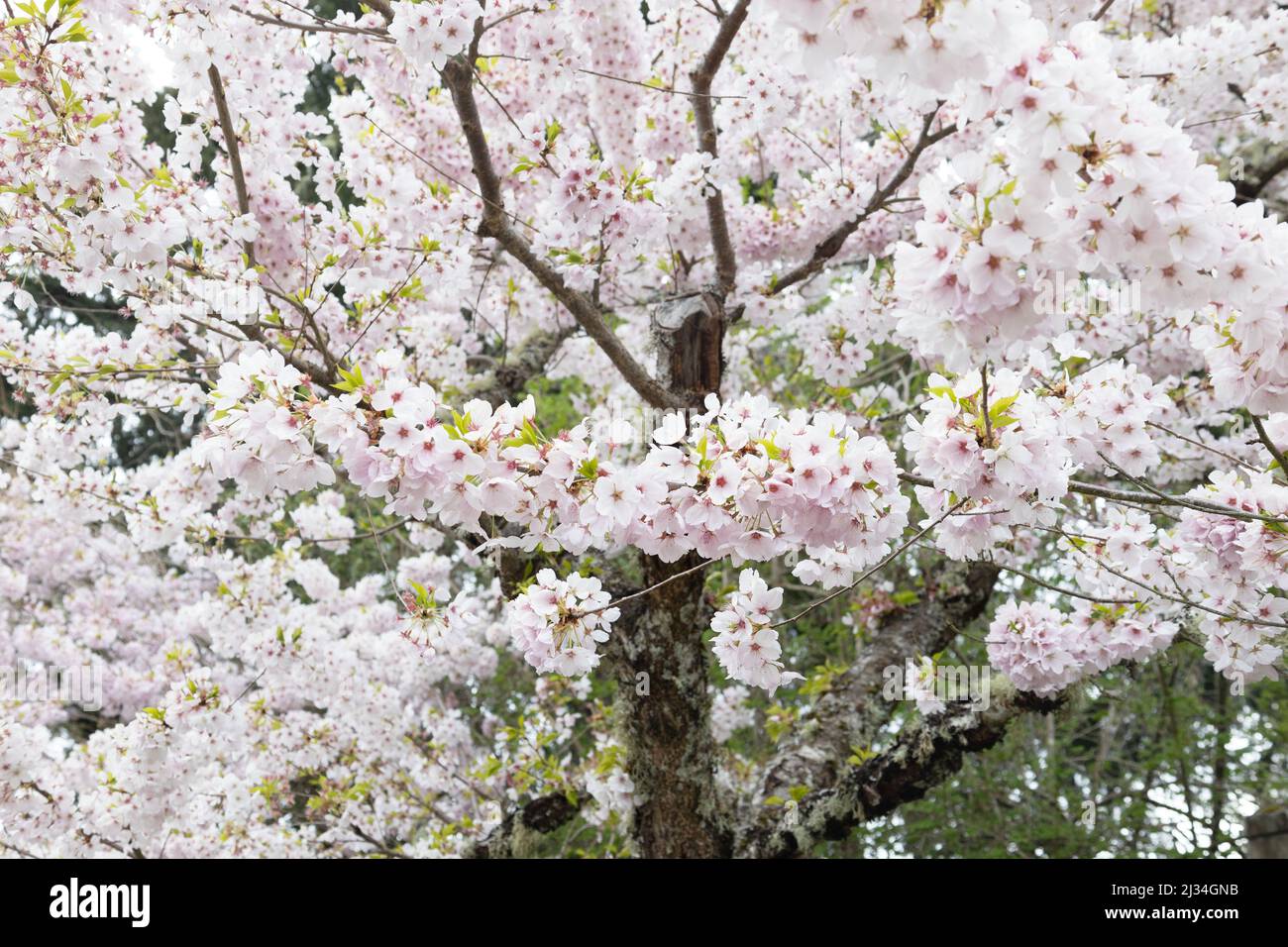 Cherry blossoms flowering in spring in Eugene, Oregon, USA Stock Photo ...