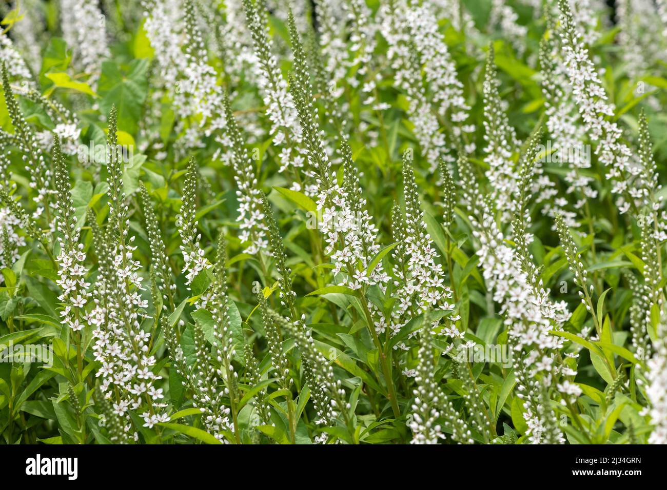 Close up of gooseneck loosestrife (lysimachia clethroides) flowers in ...