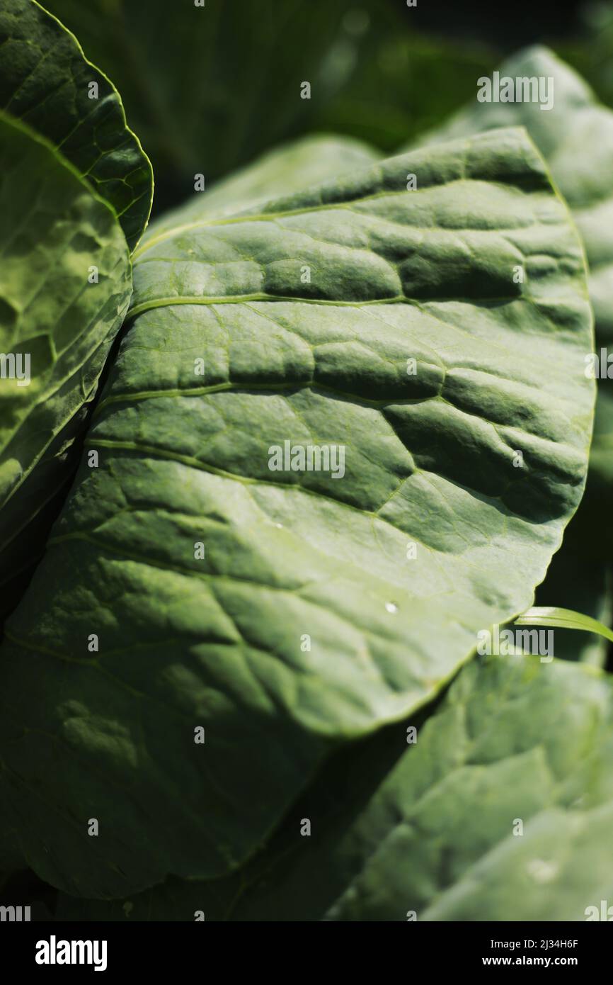 Cabbage grow in the garden. Agriculture. Healthy and healthy food for ...