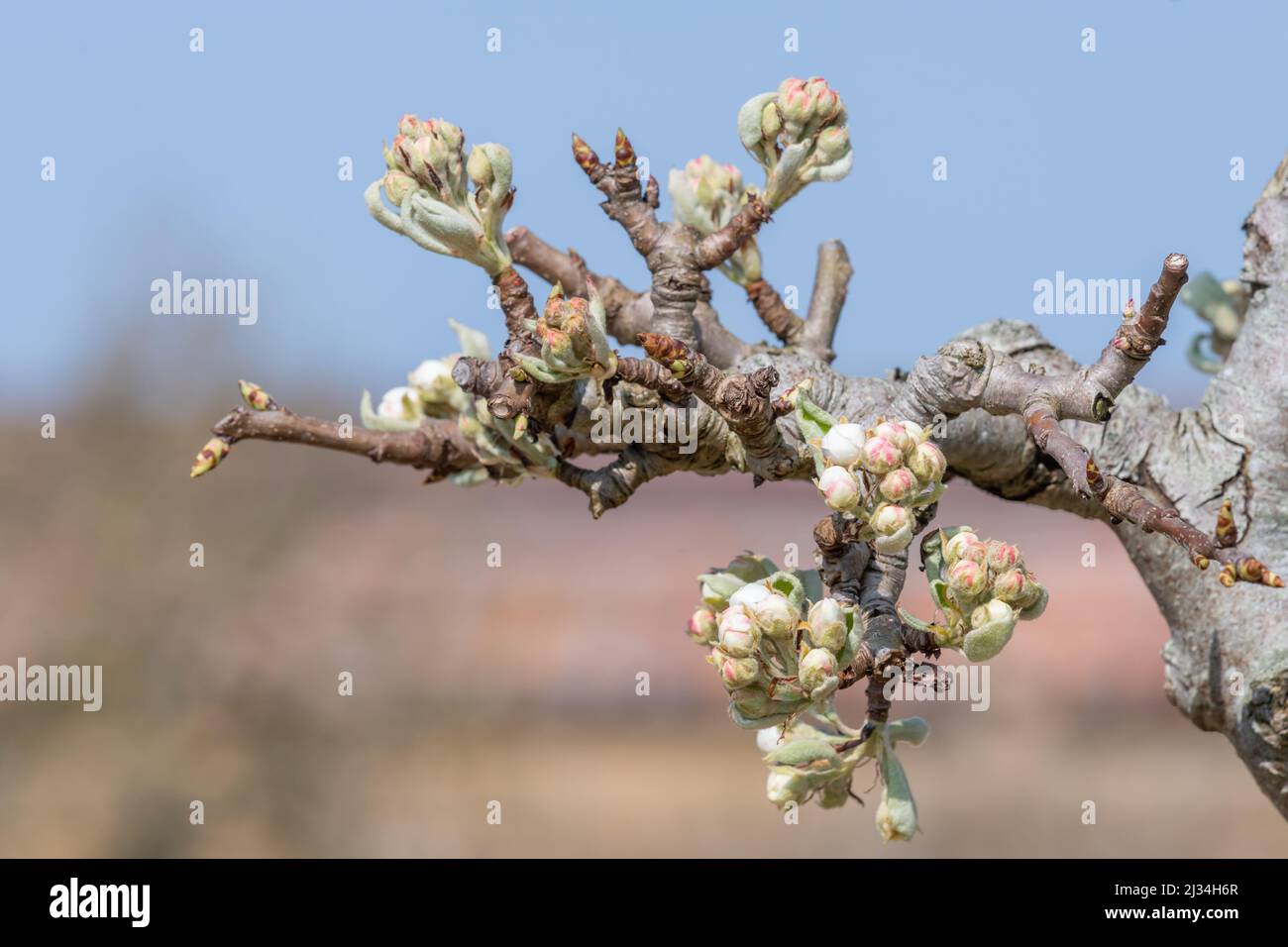 Close up of buds on a pear tree at the budburst growth stage Stock ...
