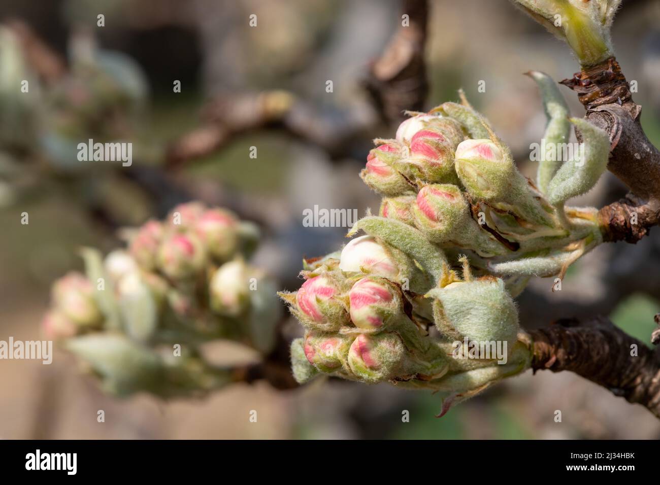 Close up of buds on a pear tree at the budburst growth stage Stock ...
